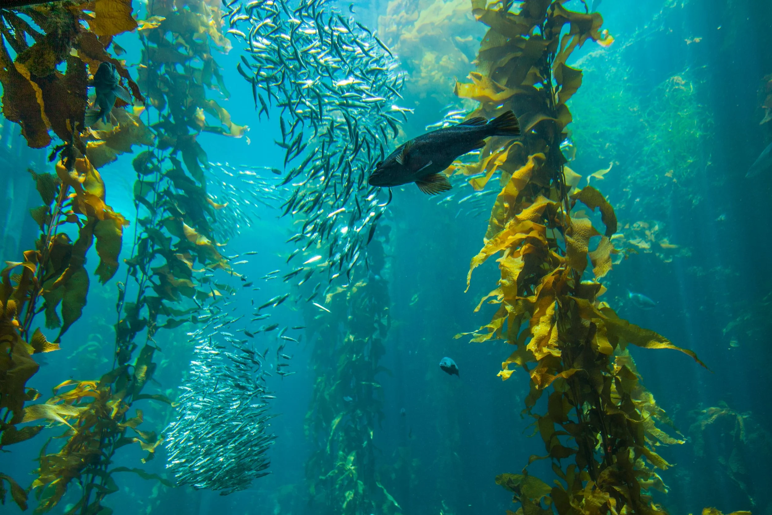 What Are Blue Foods? Why They’re Vital for People and the Planet — Fed ...