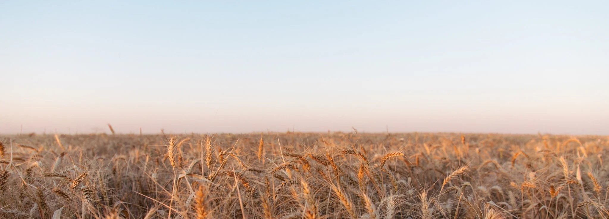 Beanstalk | Driving Resilient Agrifood Systems