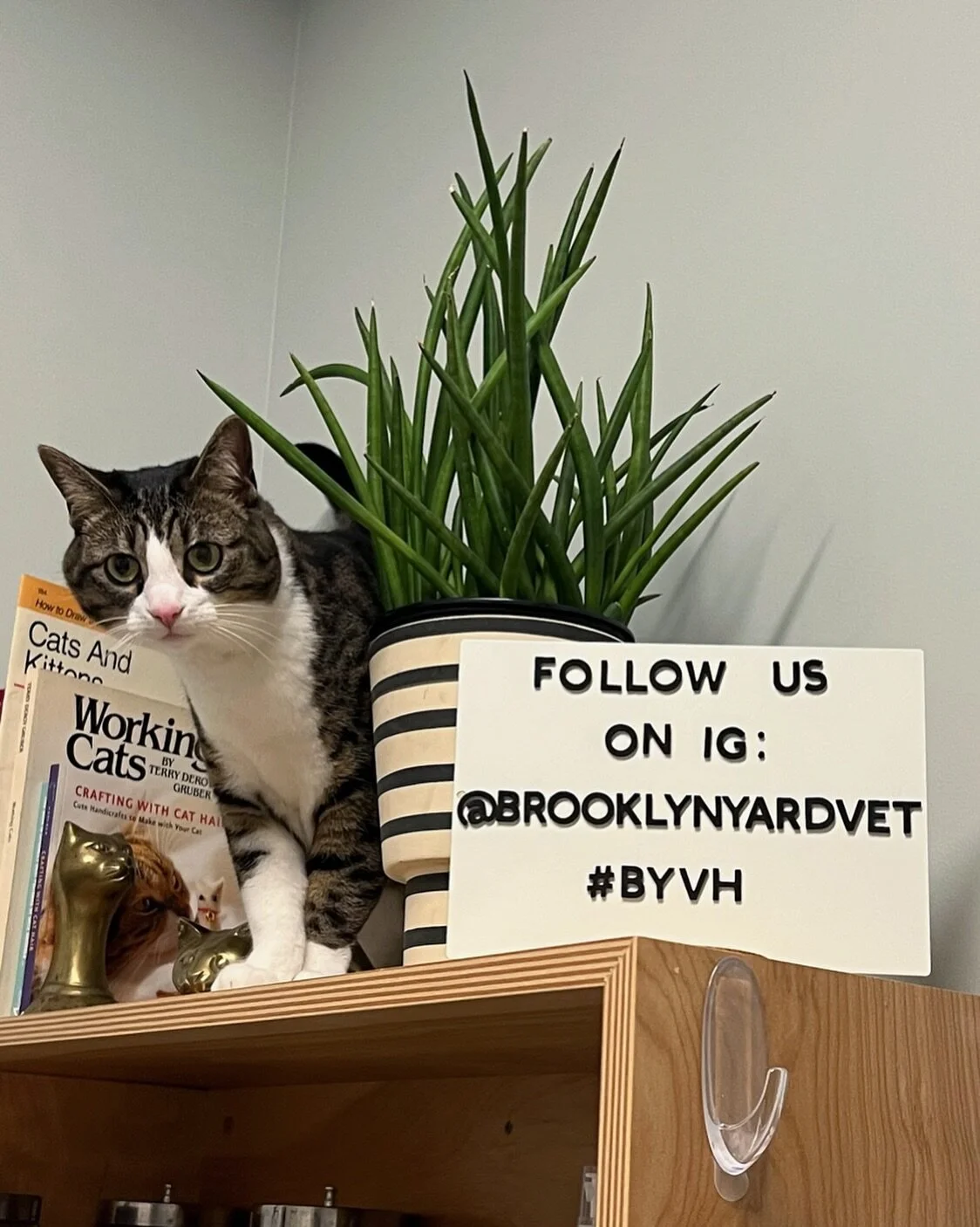 Kate Hooper, DVM — Brooklyn Yard Veterinary Hospital