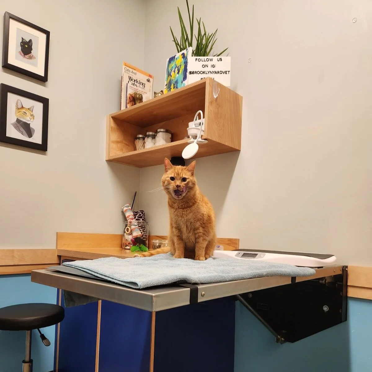 Brooklyn Yard Veterinary Hospital