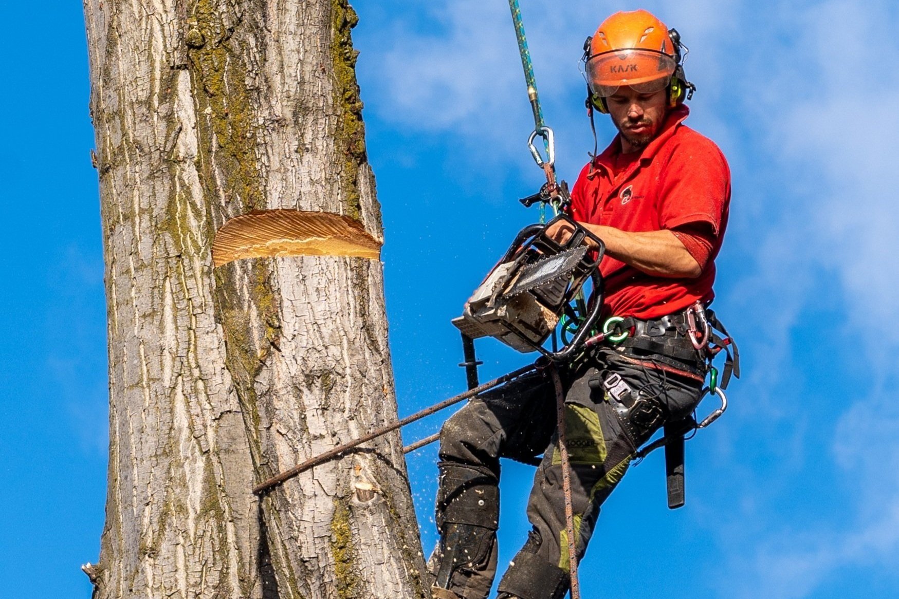 Tree Care and Arborist Services, Queenstown Lakes — Wanaka Tree Care
