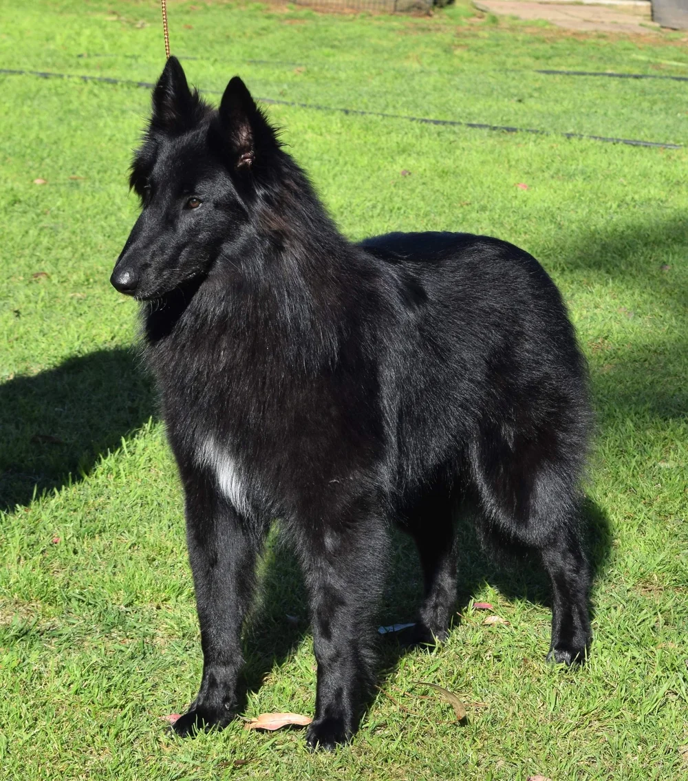 Belgian Shepherd Breeder, Belgian Shepherds, Belgian Breeders ...