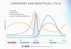 Unlocking Your Body’s Natural Rhythm: The Power of Cycle Syncing ...