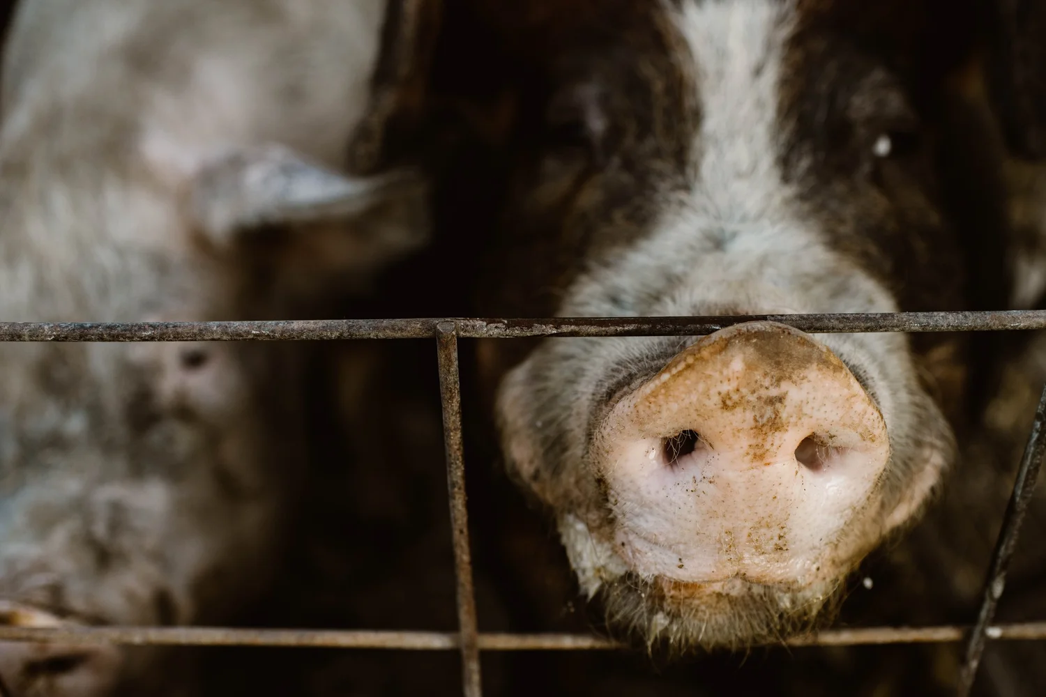 Feathered Acres Learning Farm & Inn