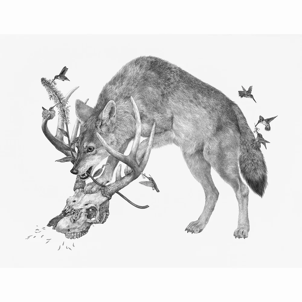 Drawings Of Wildlife