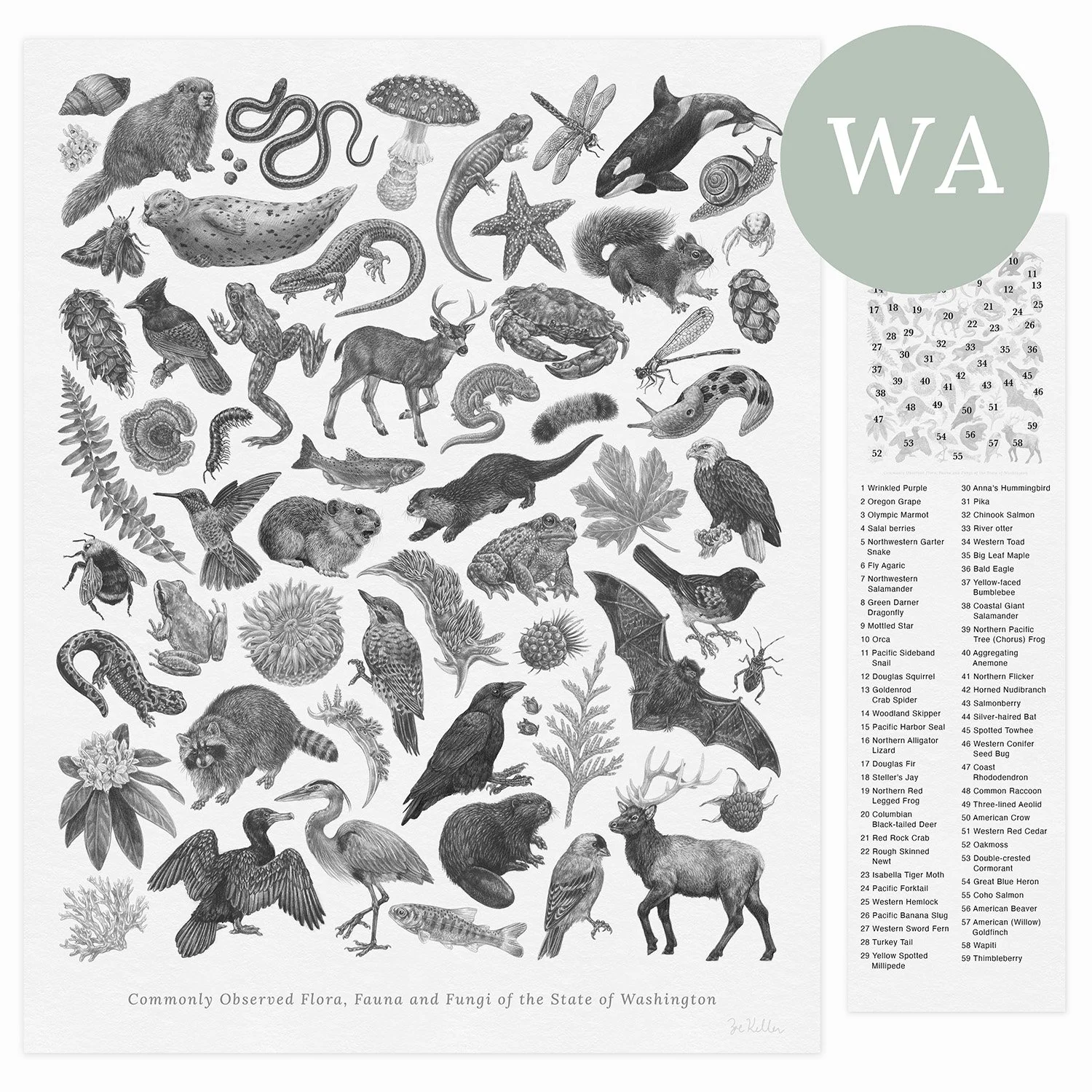 Commonly Observed Flora, Fauna and Fungi Prints — Zoe Keller