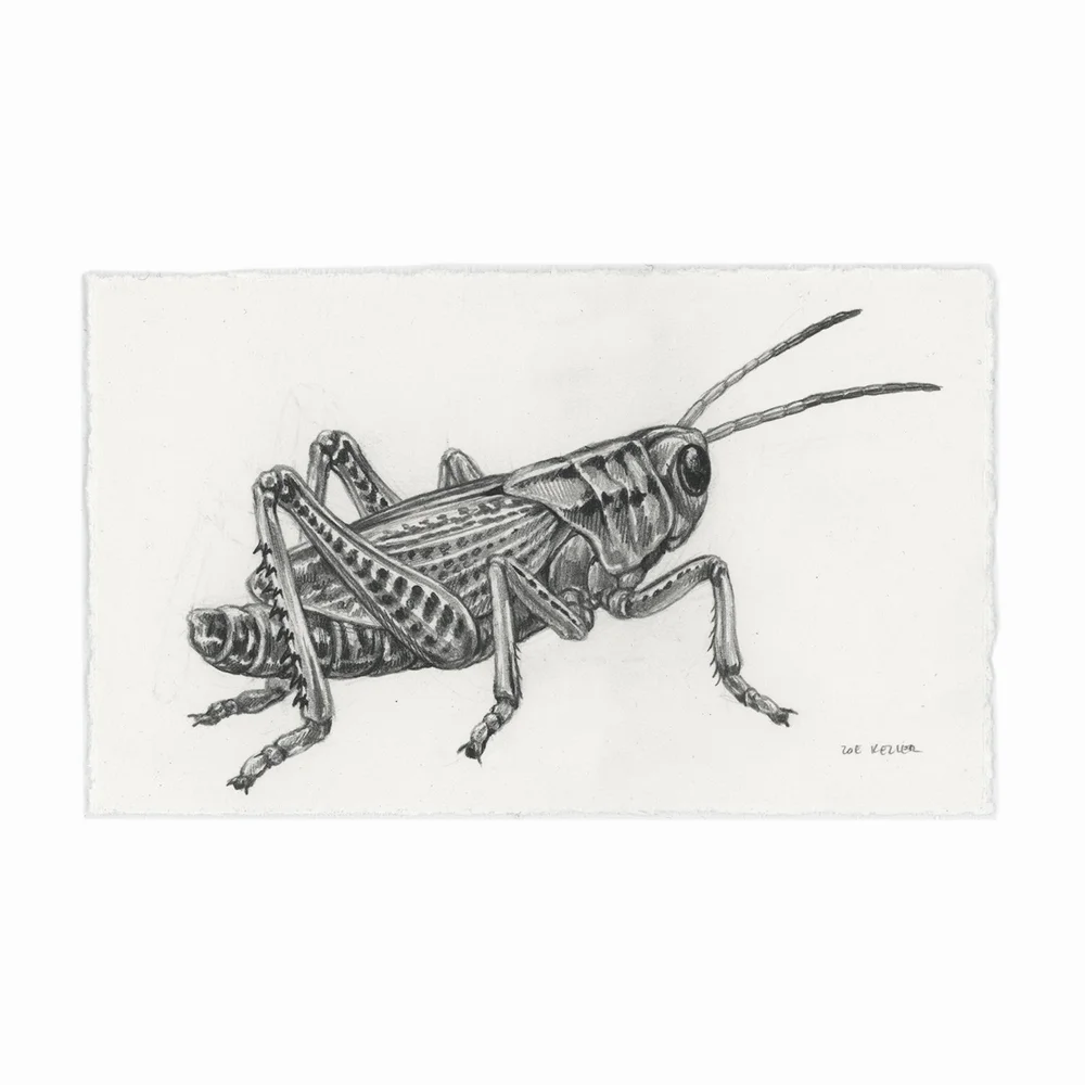 Grasshopper Drawings