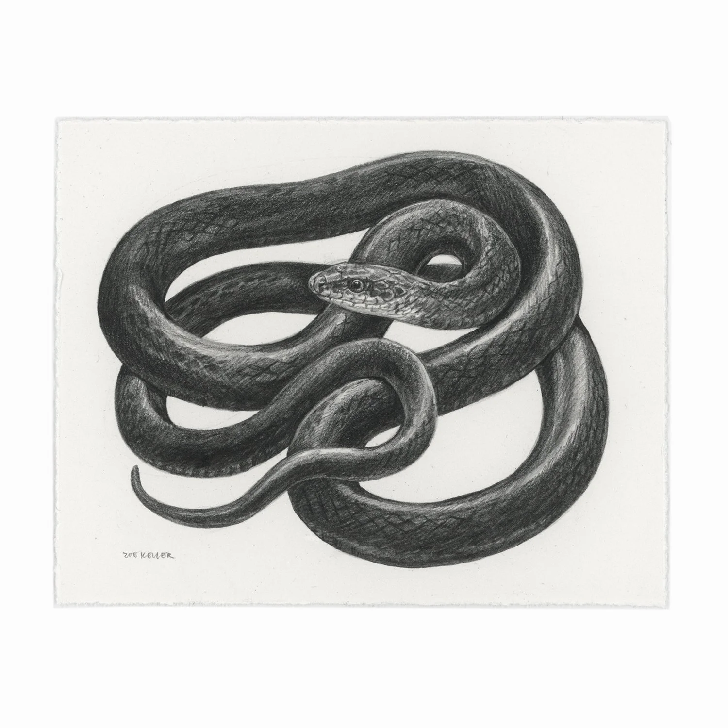 Store — Zoe Keller Nature Art