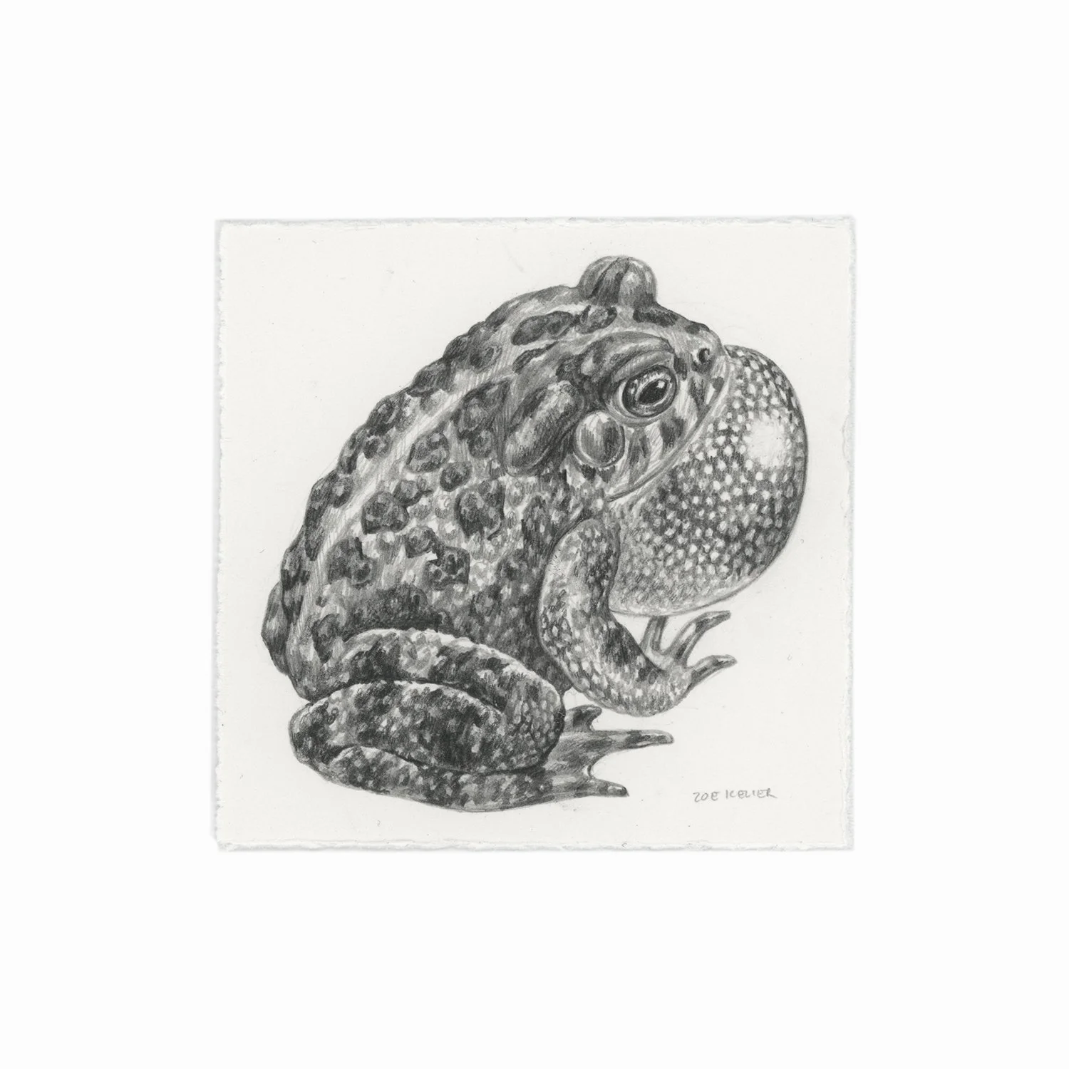 Store — Zoe Keller Nature Art