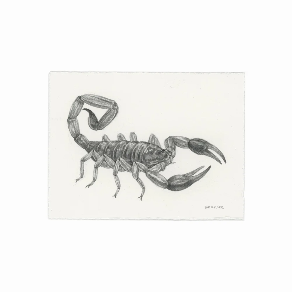 Realistic Scorpion Drawing