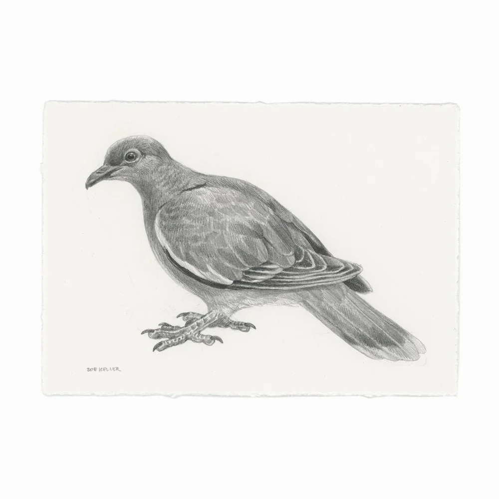 Dove Drawings In Pencil