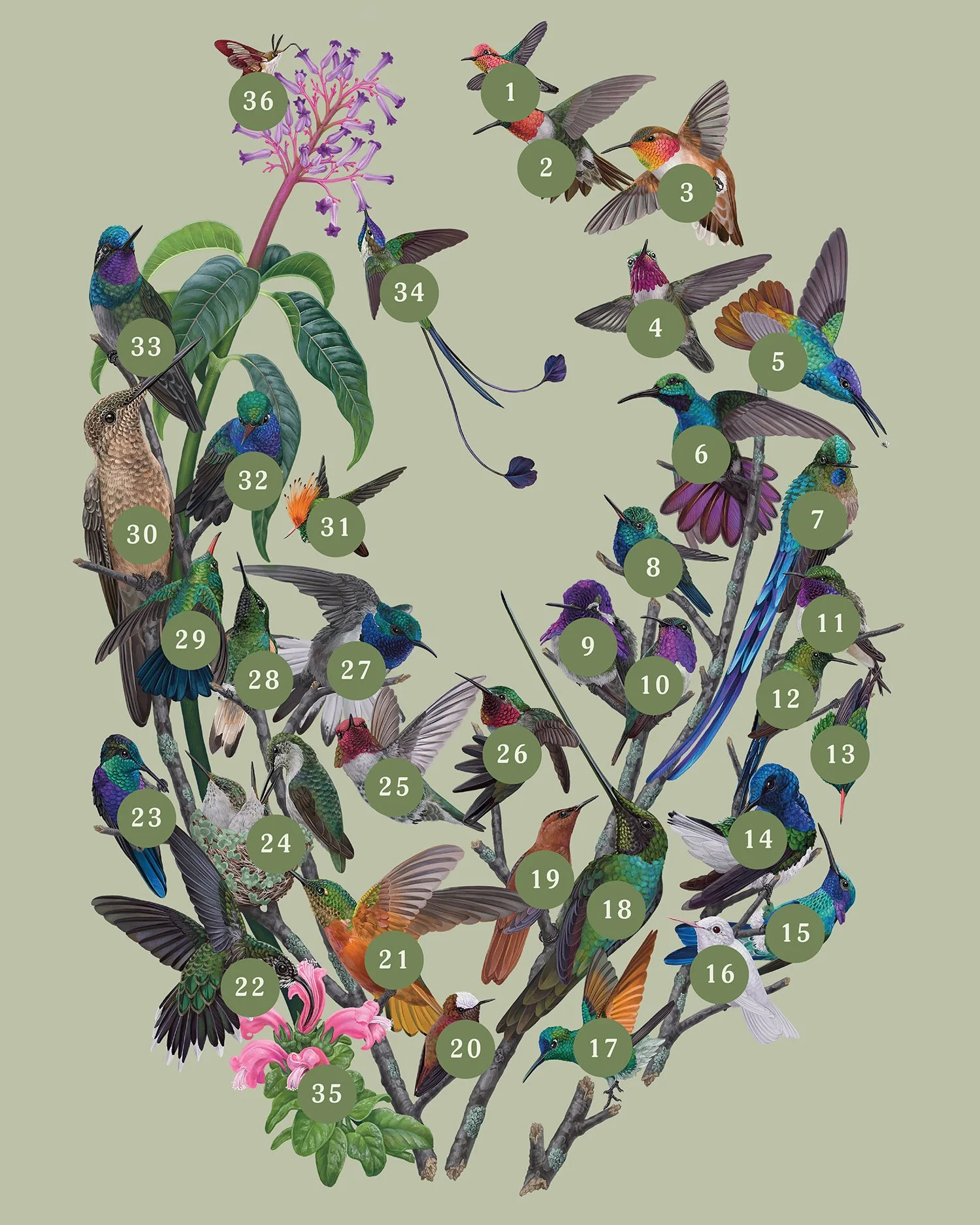 Hummingbirds of the World — Zoe Keller