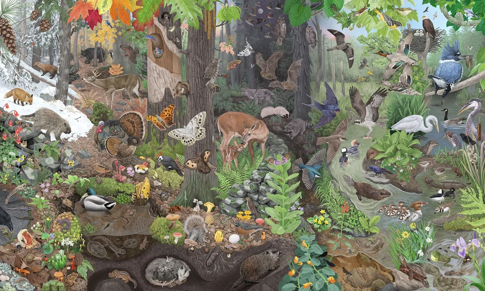 Zena Woods Biodiversity — Zoe Keller Nature Art