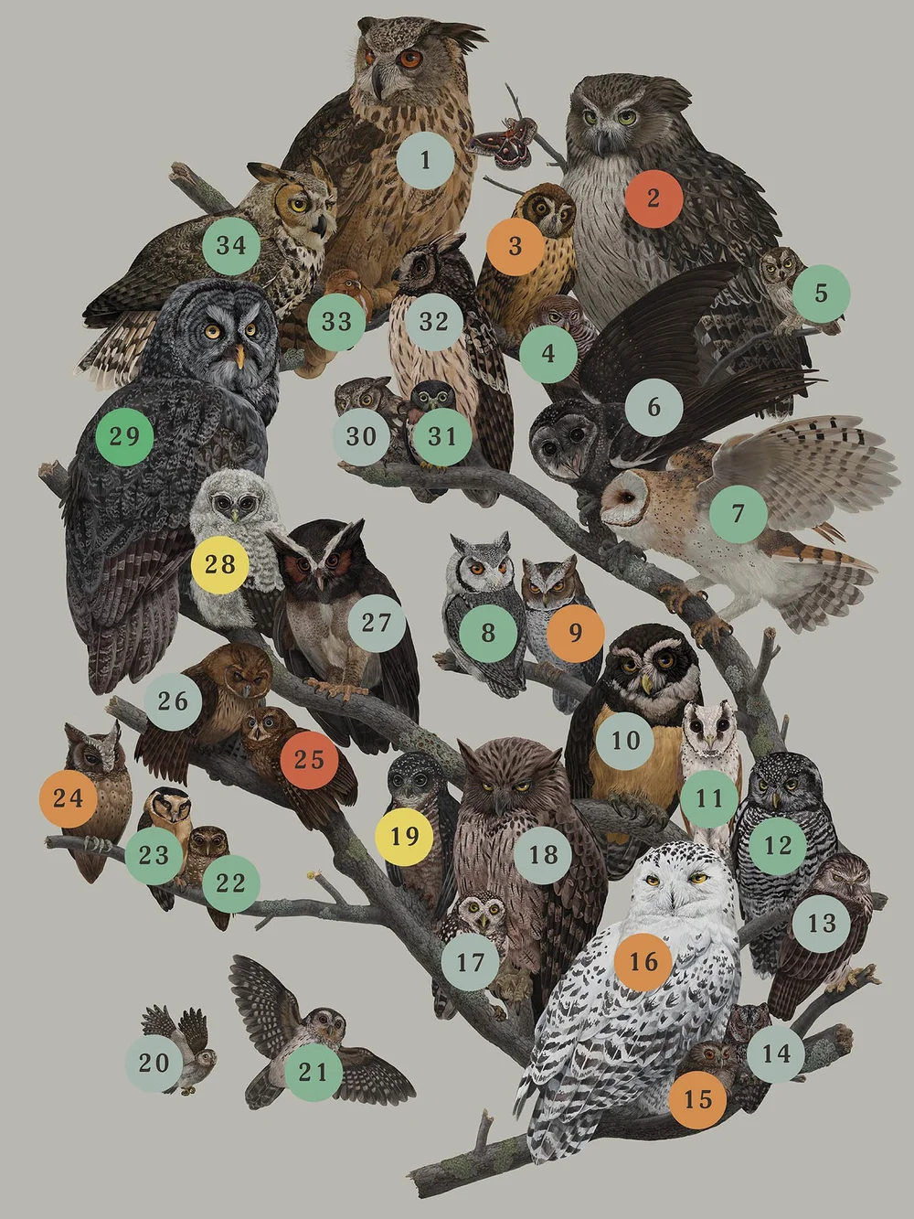 Terrestrial Biodiversity — Zoe Keller Nature Art