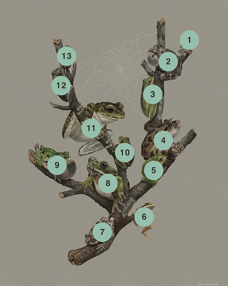 'Tree Frogs of North America' Print — Zoe Keller