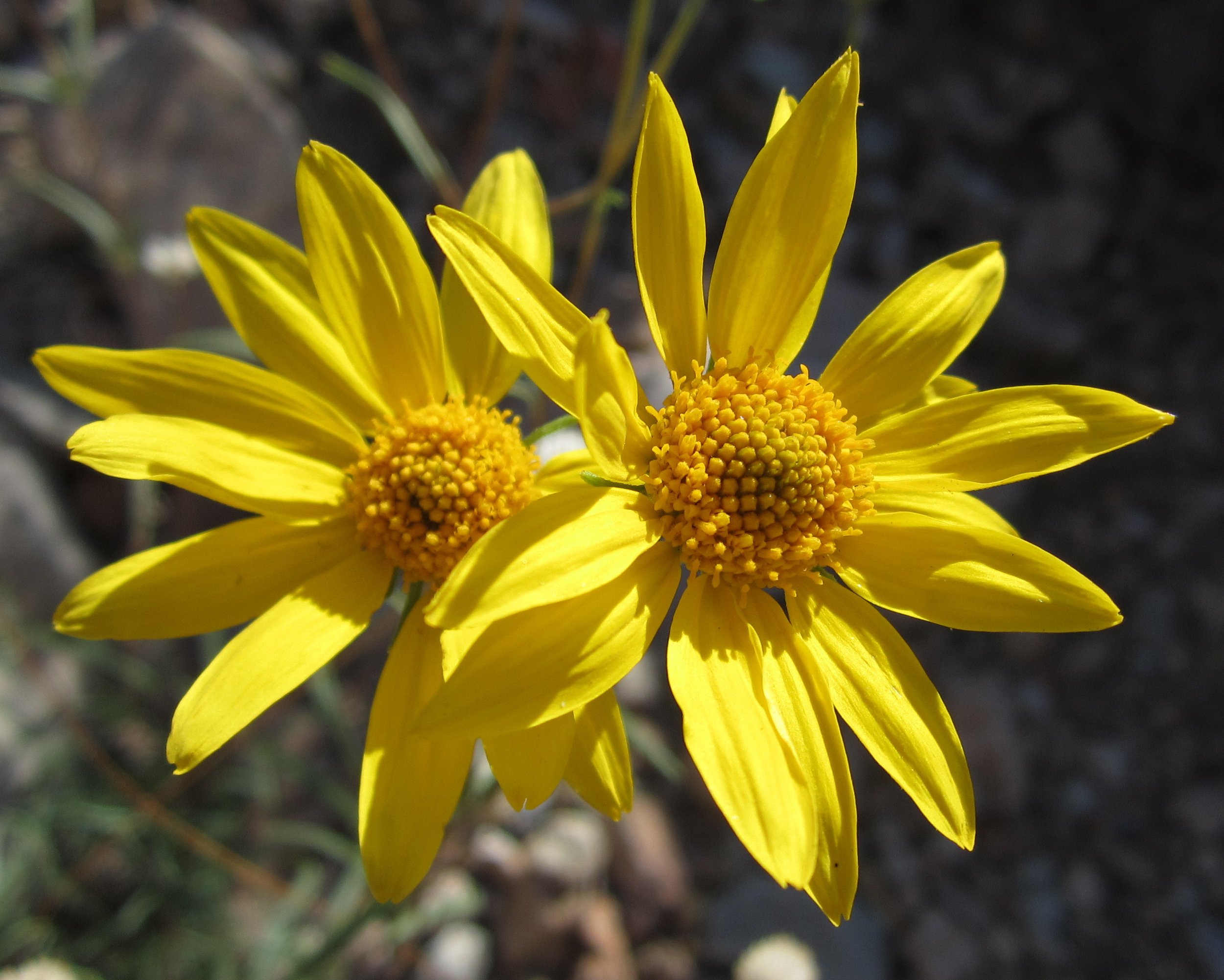 About — Golden Eye Chocolates