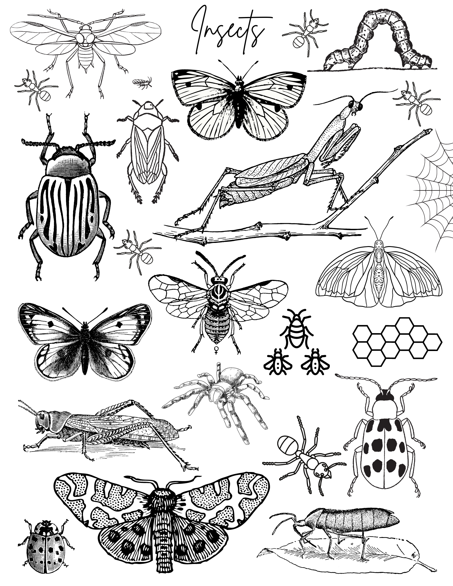 Coloring Pages for All Ages — Kaylee Miller