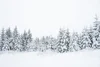 Seasonal Rhythms: Coping with the Winter Blues — Mel's Divination
