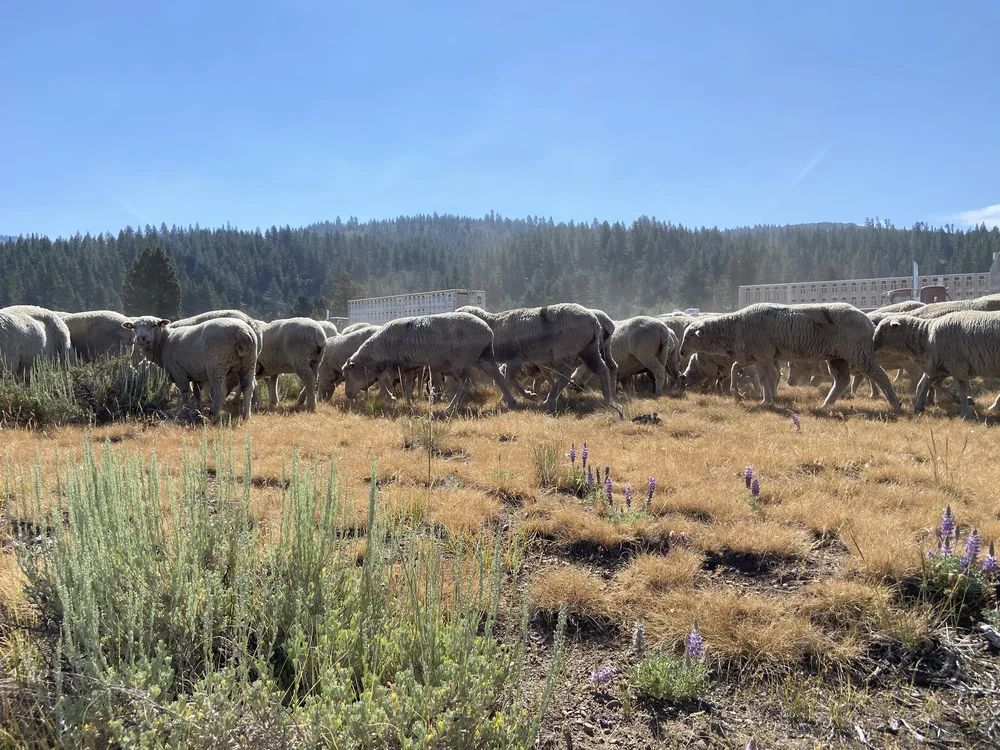Talbott Sheep Co. — Star Creek Land Stewards, Inc. Sheep & Goat Grazing ...