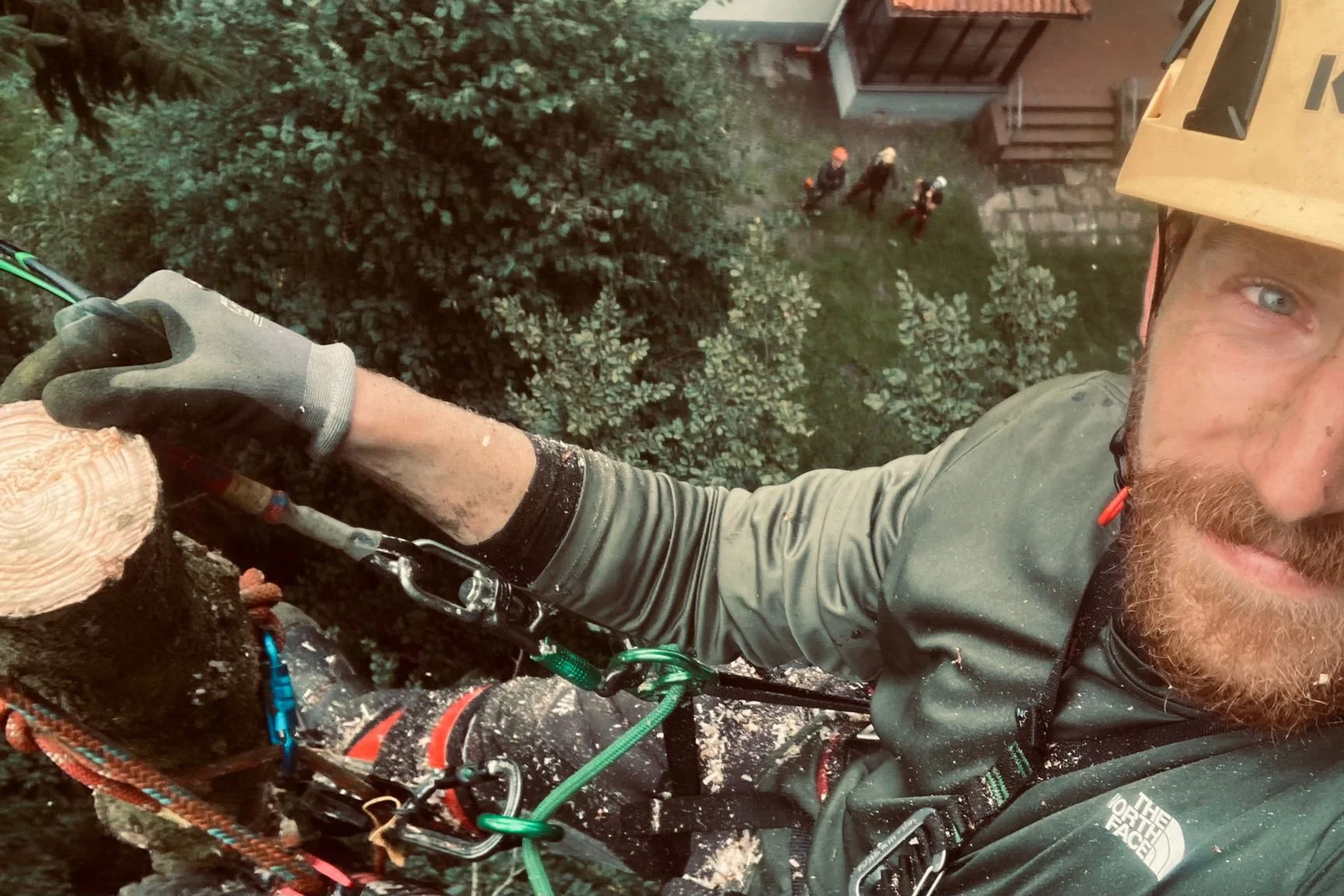 BAUMKOLLEKTIV - Fachkundige Baumpflege und Baumarbeiten