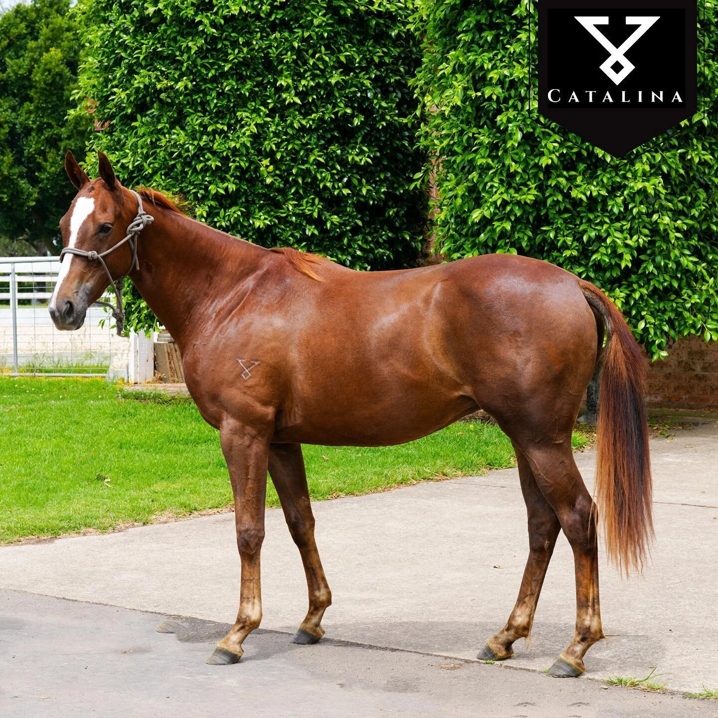 Catalina Shop | Make A Payment | Catalina | Catalina