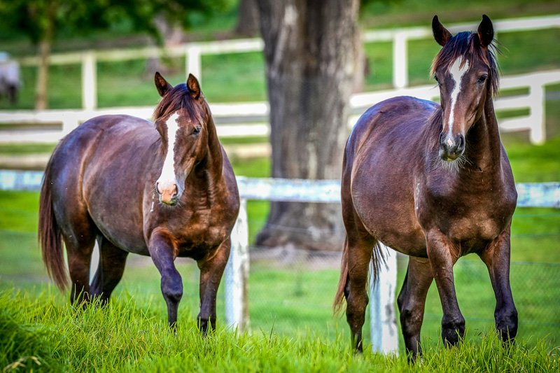 ICSI Horse Breeding Services | Catalina