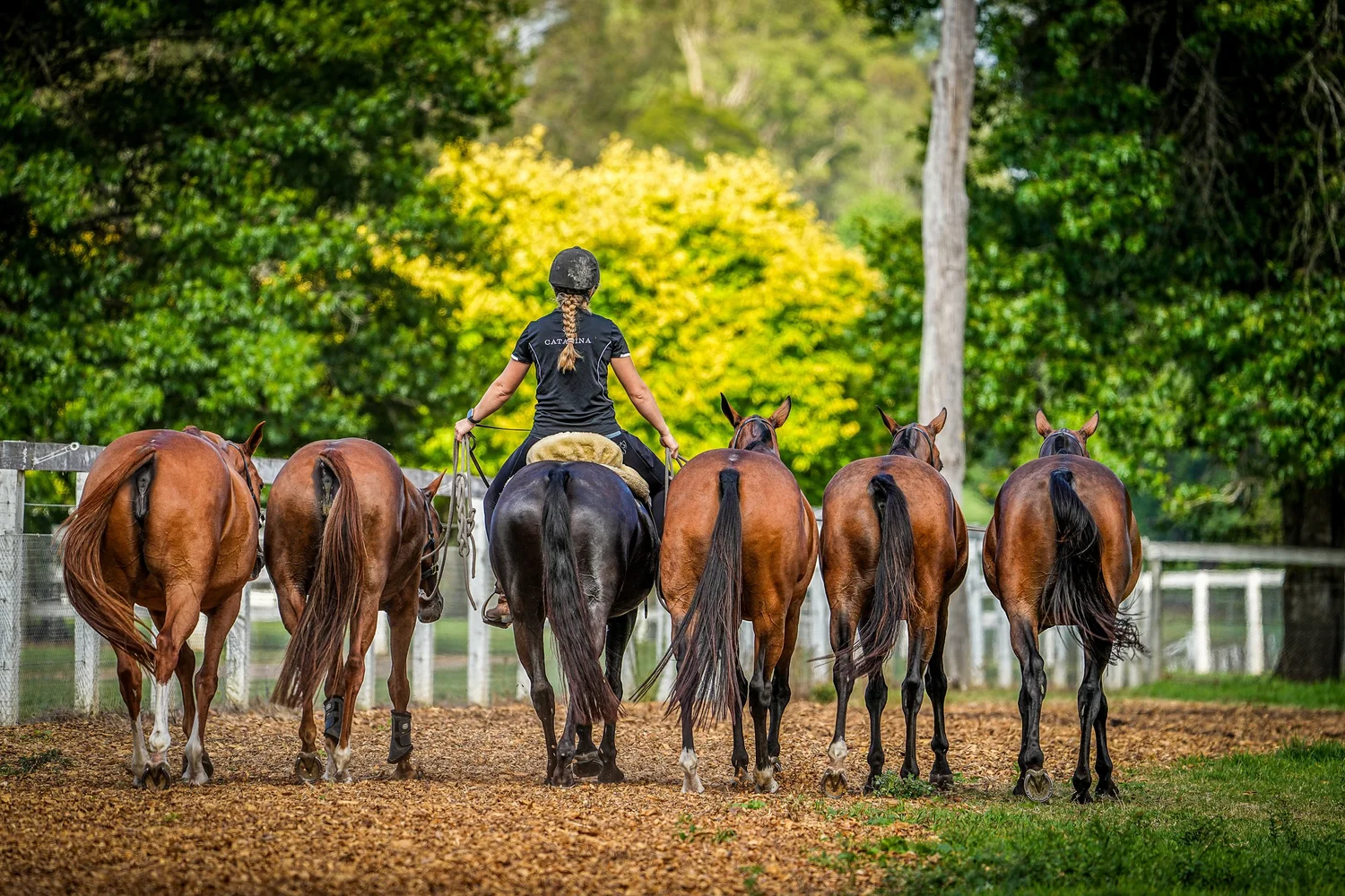 Equine Breeding & Reproductive Services Australia | Catalina