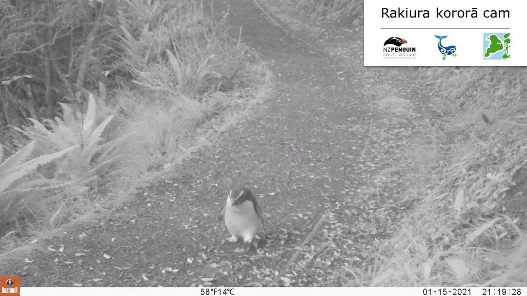 NZ Penguin Initiative - Home