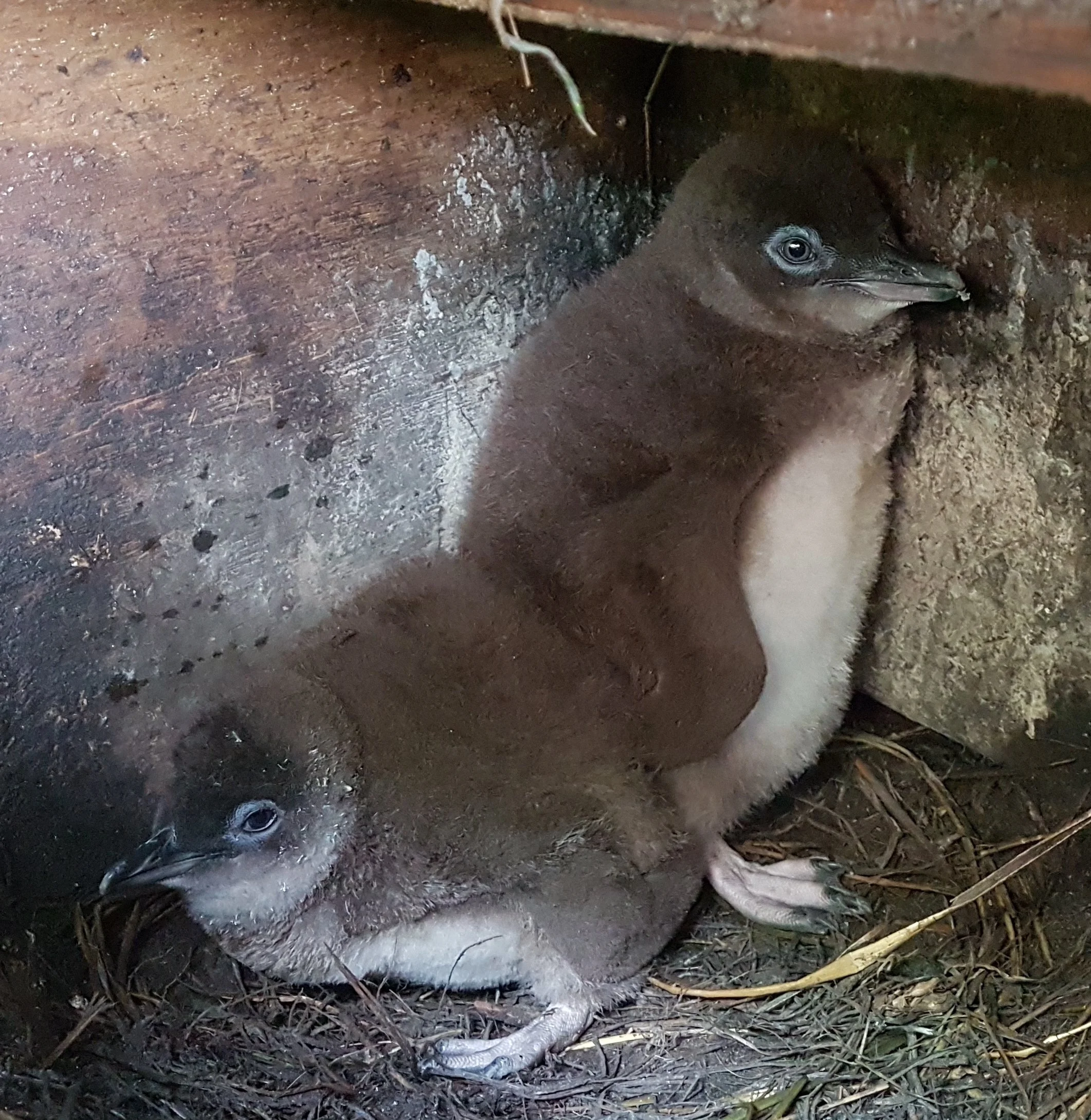 NZPI Dashboard - New Zealand Penguin Initiative