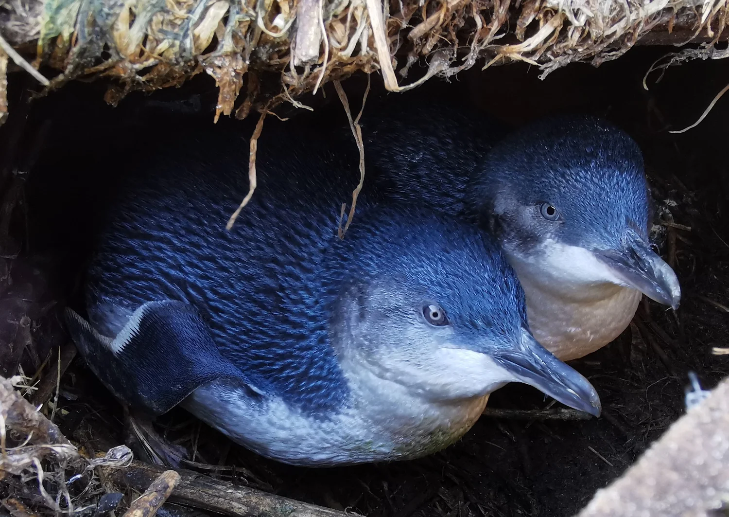 About Kororā/Little Penguins - New Zealand Penguin Initiative