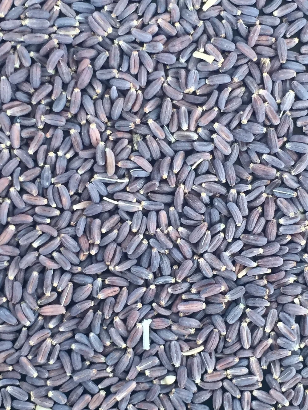 Saving Bupleurum Seed — Artemis Flower Farm