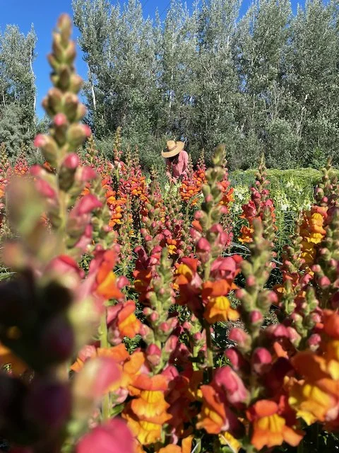 Snapdragons: Flower Spotlight — Artemis Flower Farm