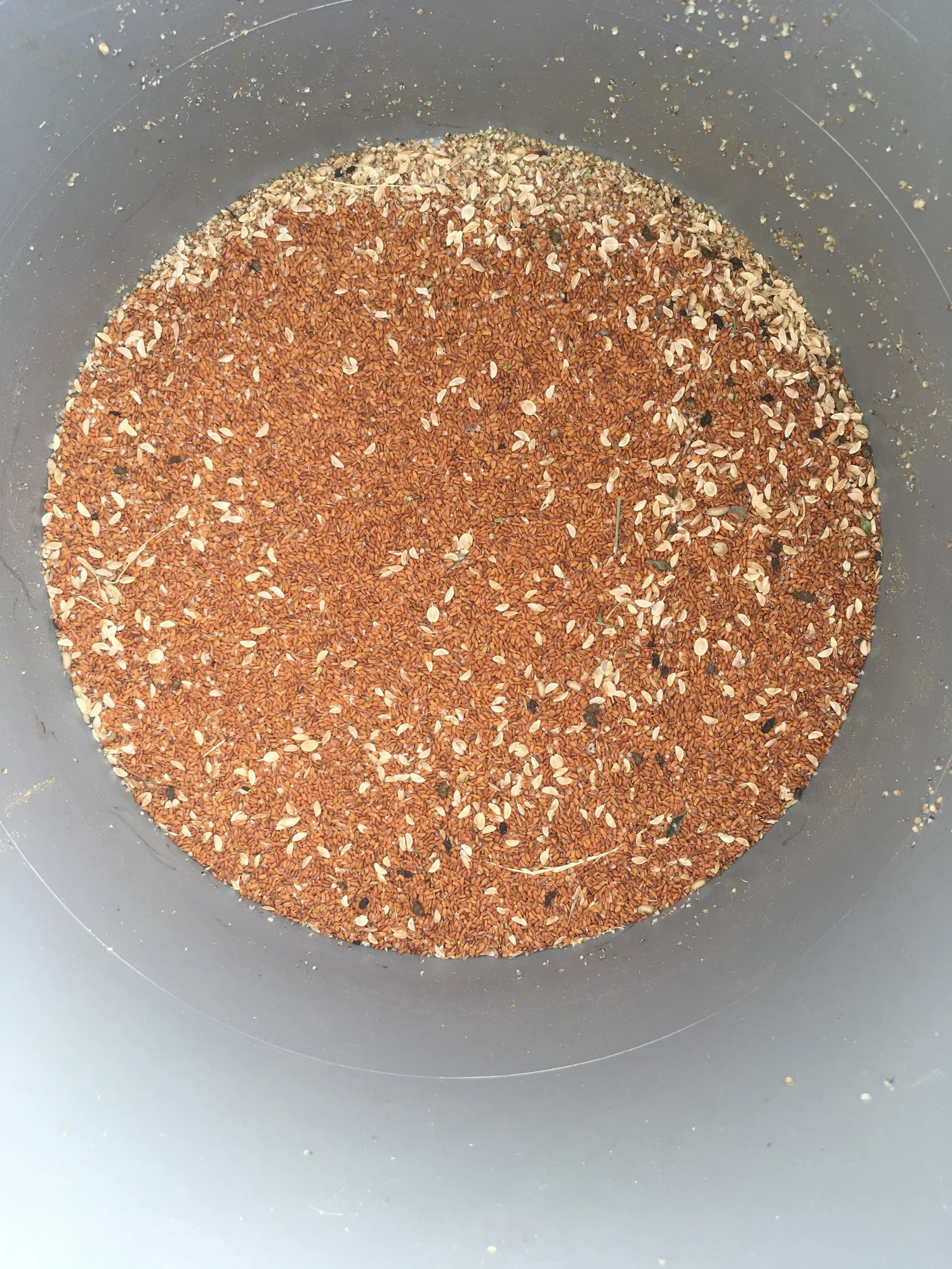 Saving Cress Seed — Artemis Flower Farm