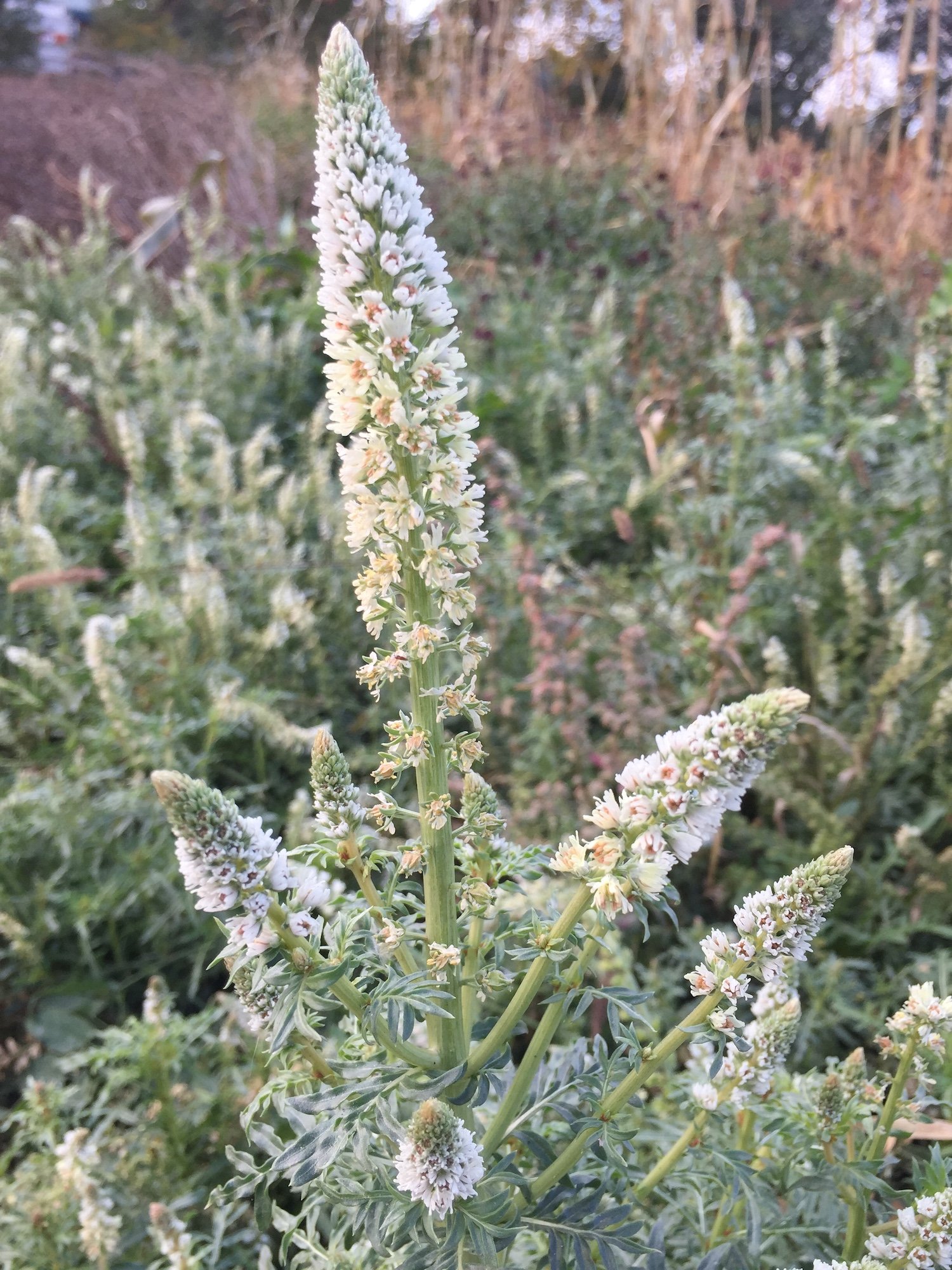 Saving Mignonette Seed — Artemis Flower Farm