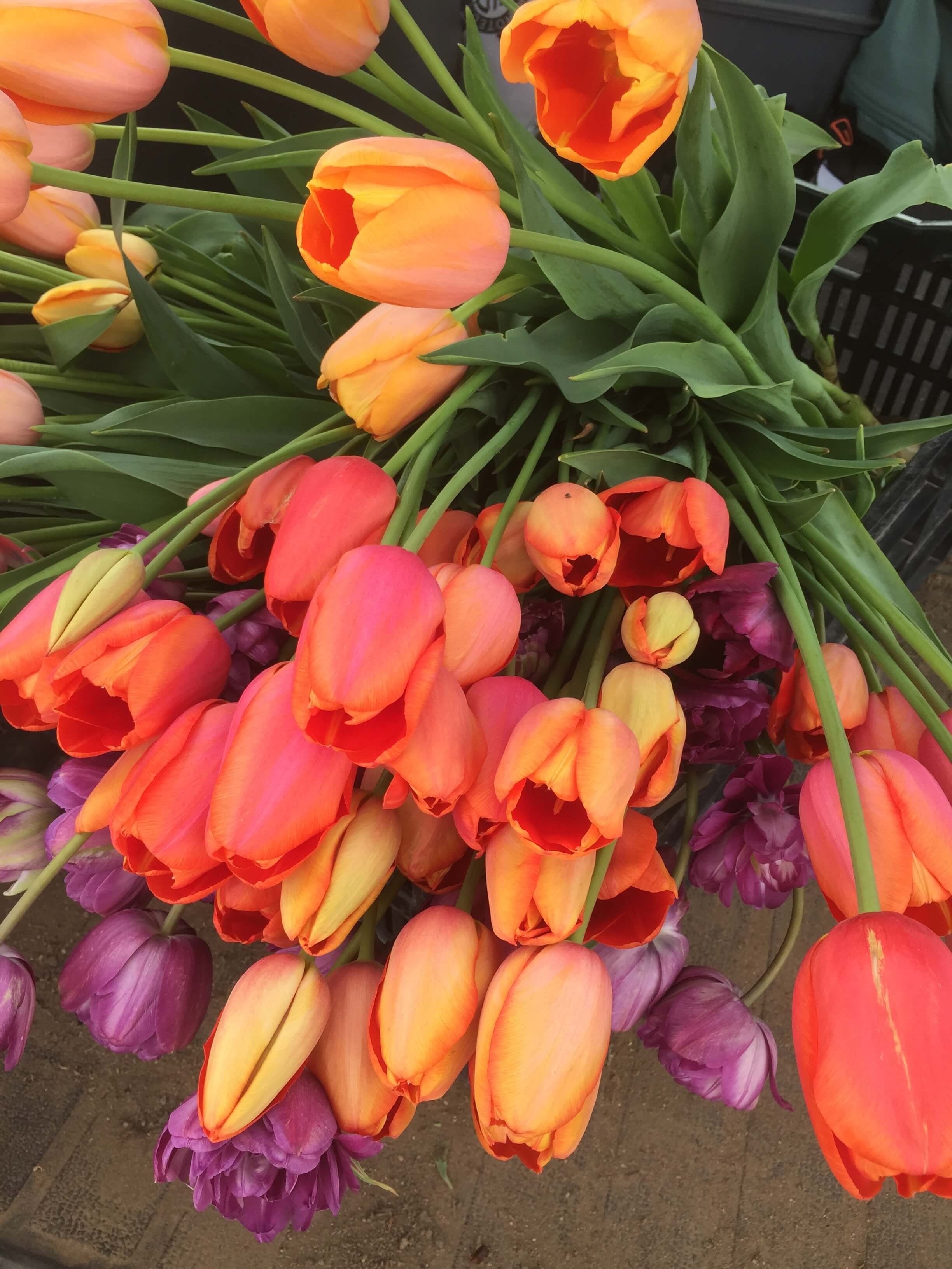 Fresh Flowers in Boulder and Longmont — Artemis Flower Farm