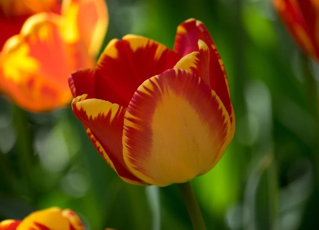 Dutch Tulip Bulbs for Sale — Artemis Flower Farm