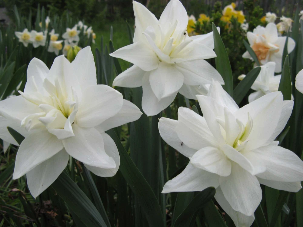 White Narcissus Flower