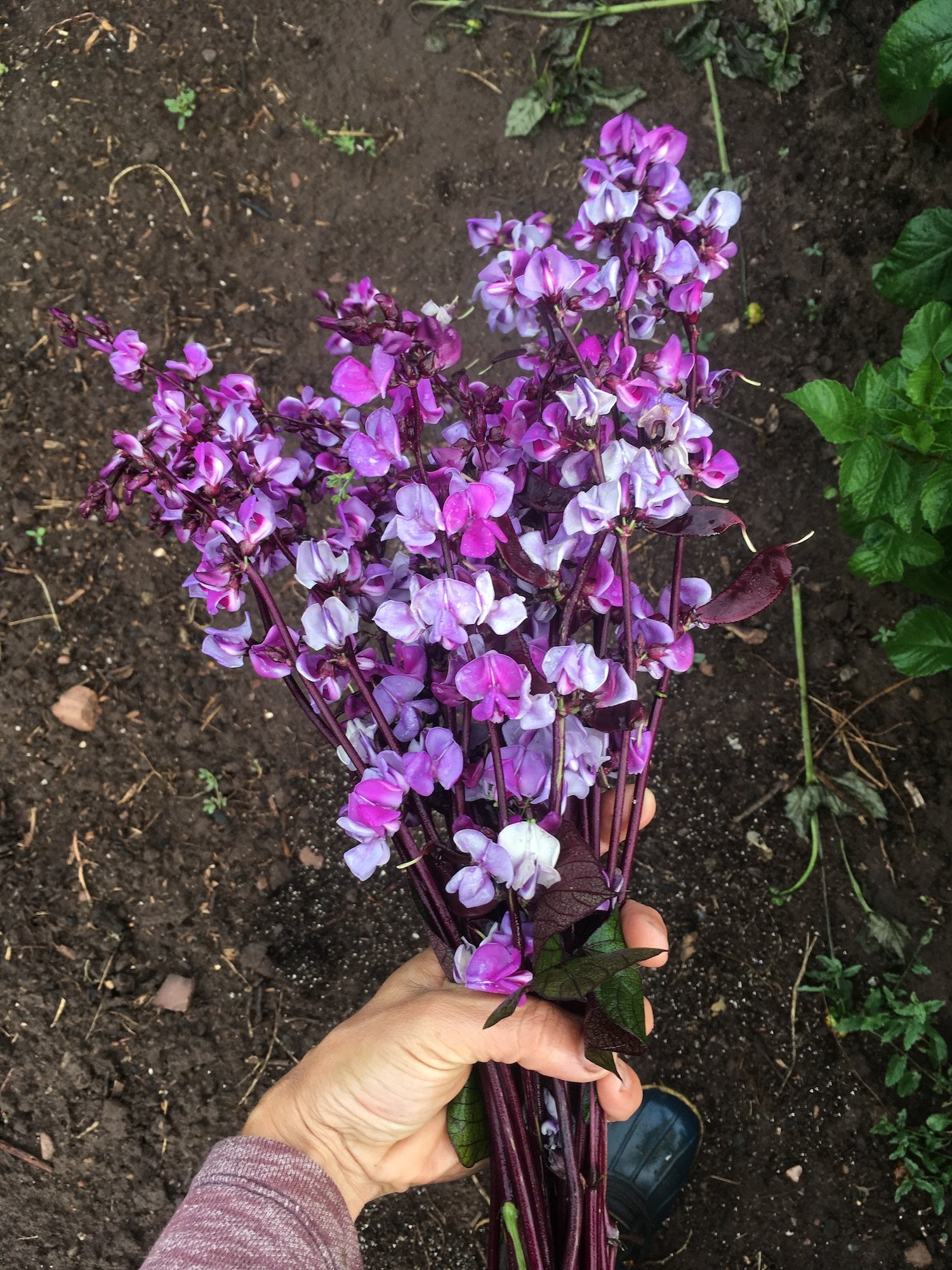 Saving Hyacinth Bean Seed — Artemis Flower Farm