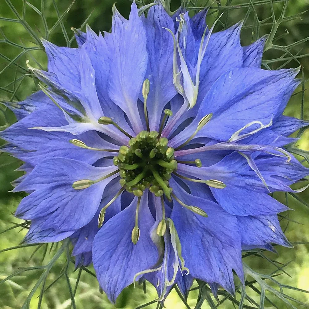How we grow nigella on our flower farm — Artemis Flower Farm