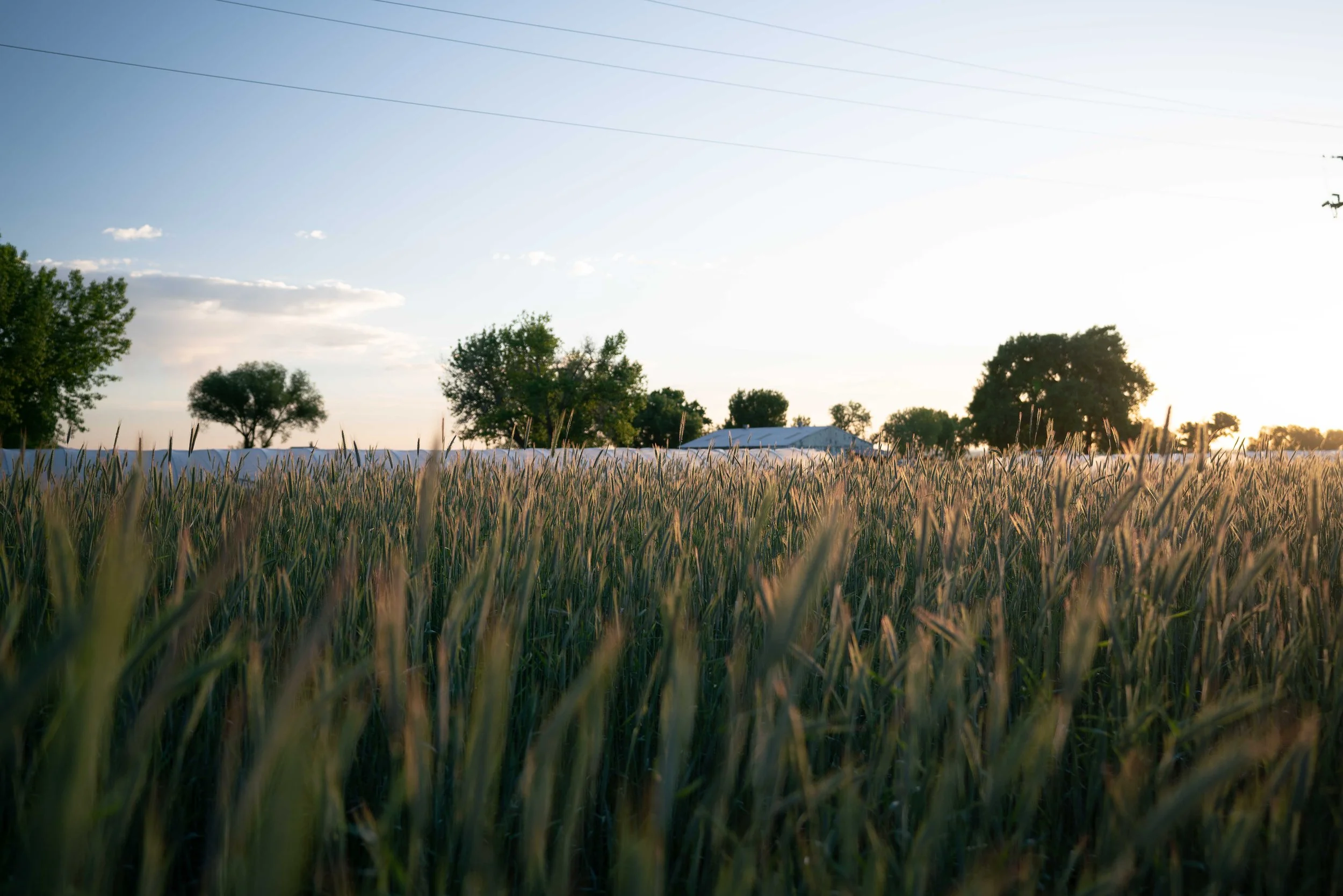 Cover Crops on Our Flower Farm: A Case Study — Artemis Flower Farm