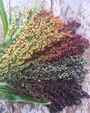 Saving Broom Corn Seed — Artemis Flower Farm