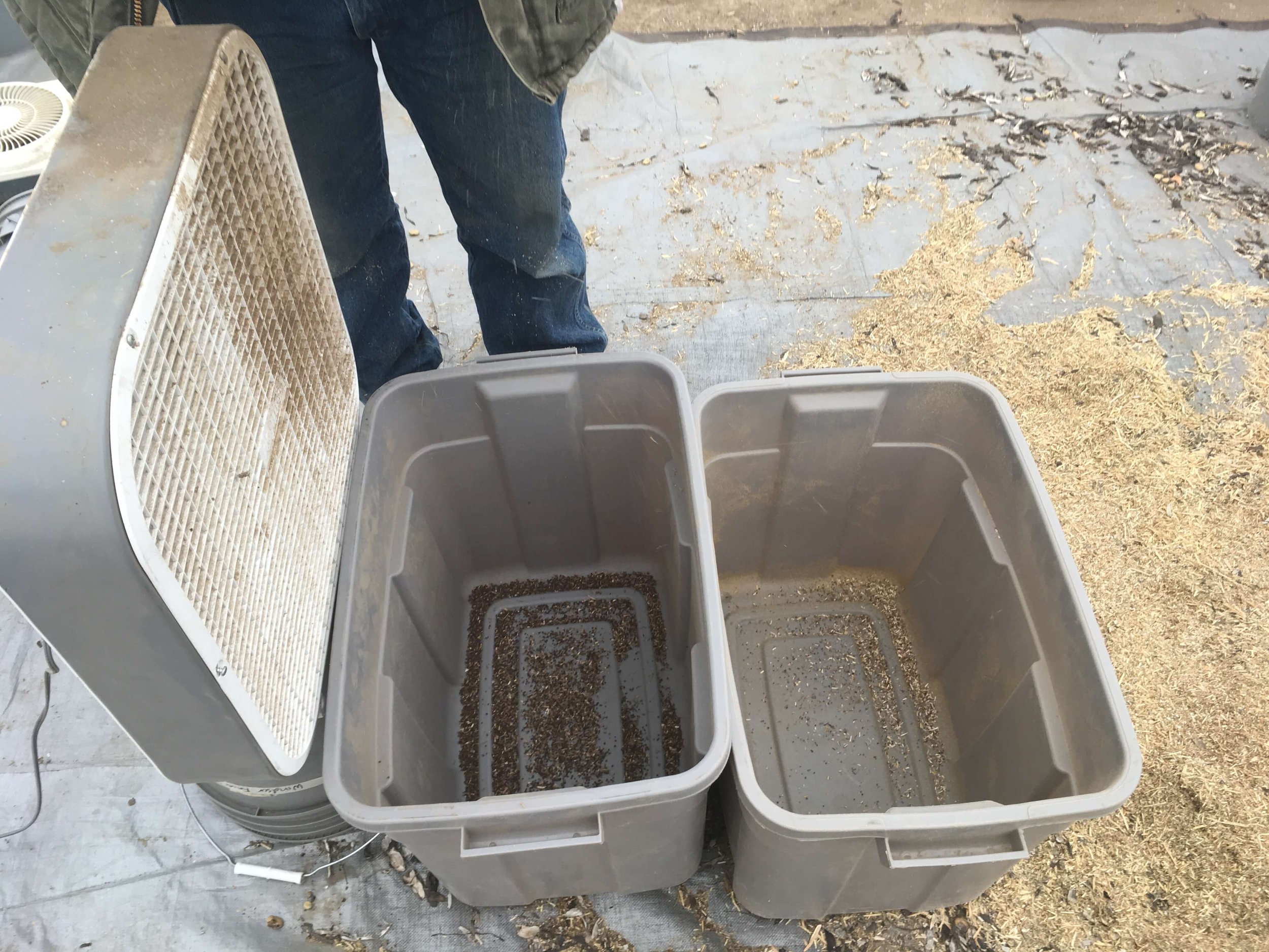 Save Your Own Cut Flower Seeds — Artemis Flower Farm