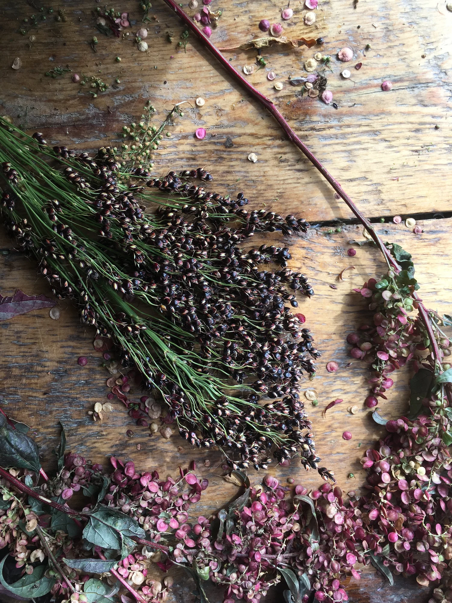 Saving Broom Corn Seed — Artemis Flower Farm