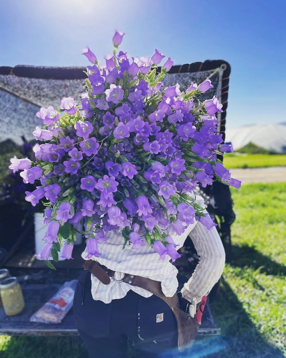 Bellflower: Flower Spotlight — Artemis Flower Farm