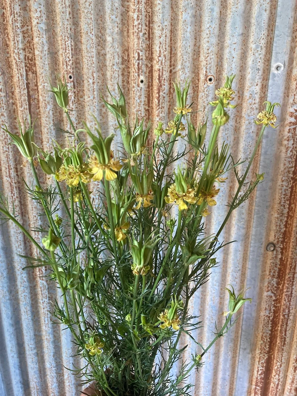 How we grow nigella on our flower farm — Artemis Flower Farm