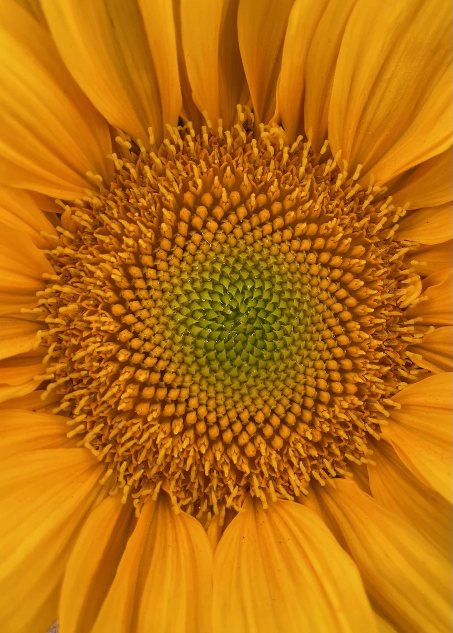 Sunflowers: Flower Spotlight — Artemis Flower Farm