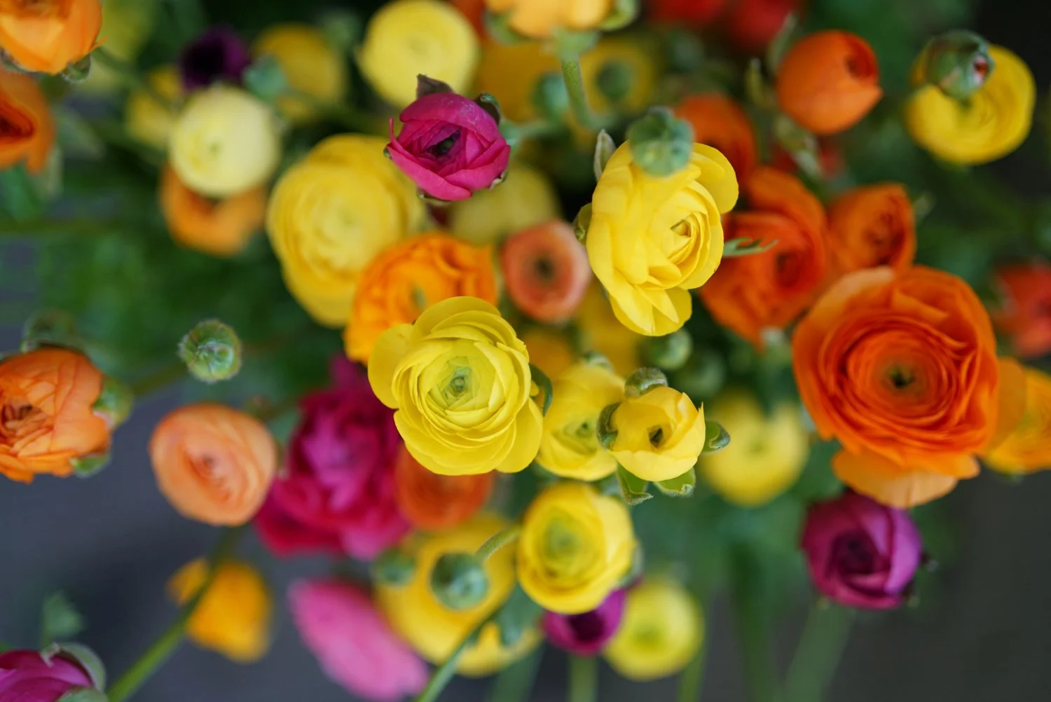 The Best Cut Flower Varieties: Year in Review, Part I — Artemis Flower Farm