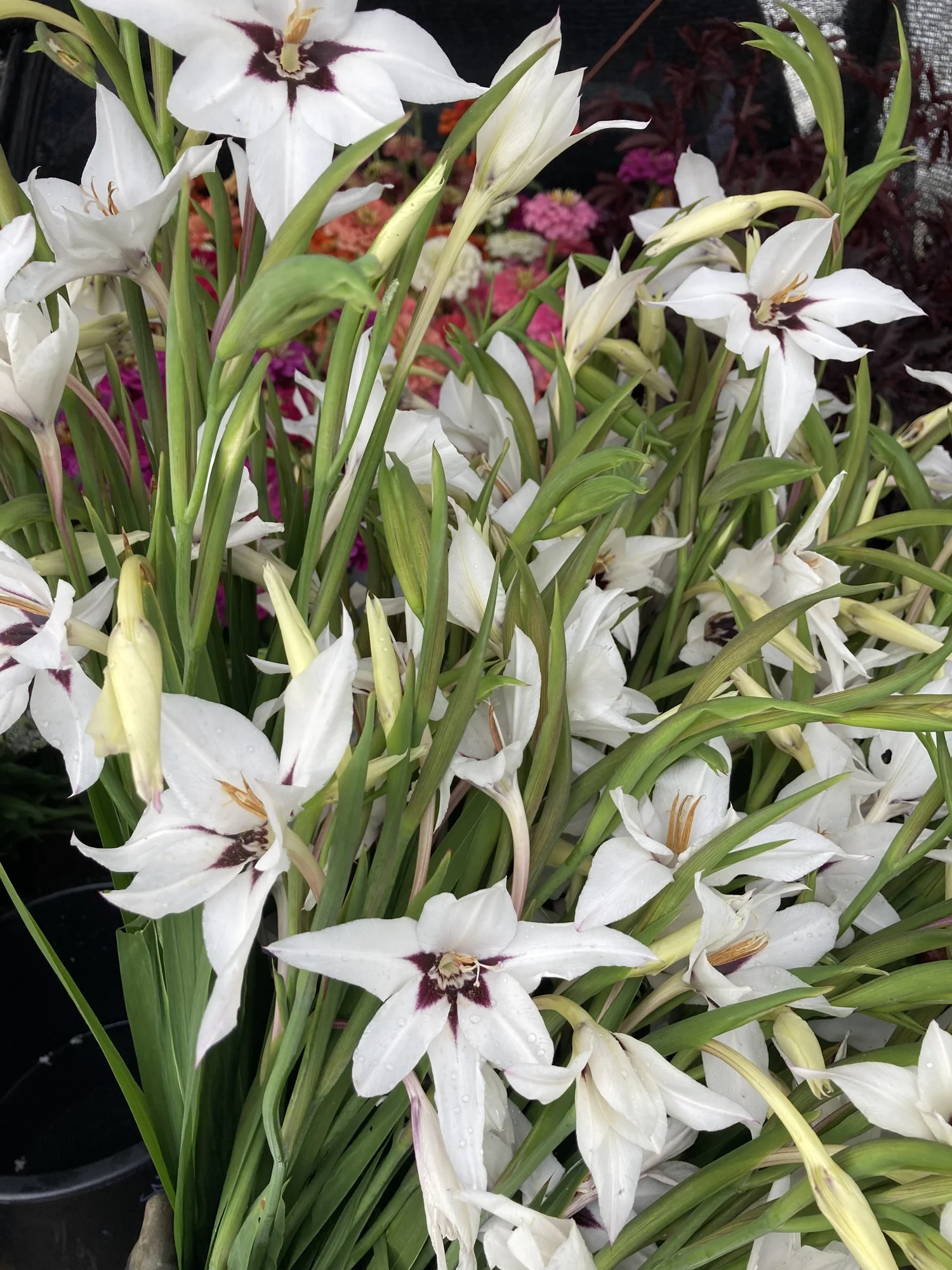 Acidanthera: Flower Spotlight — Artemis Flower Farm