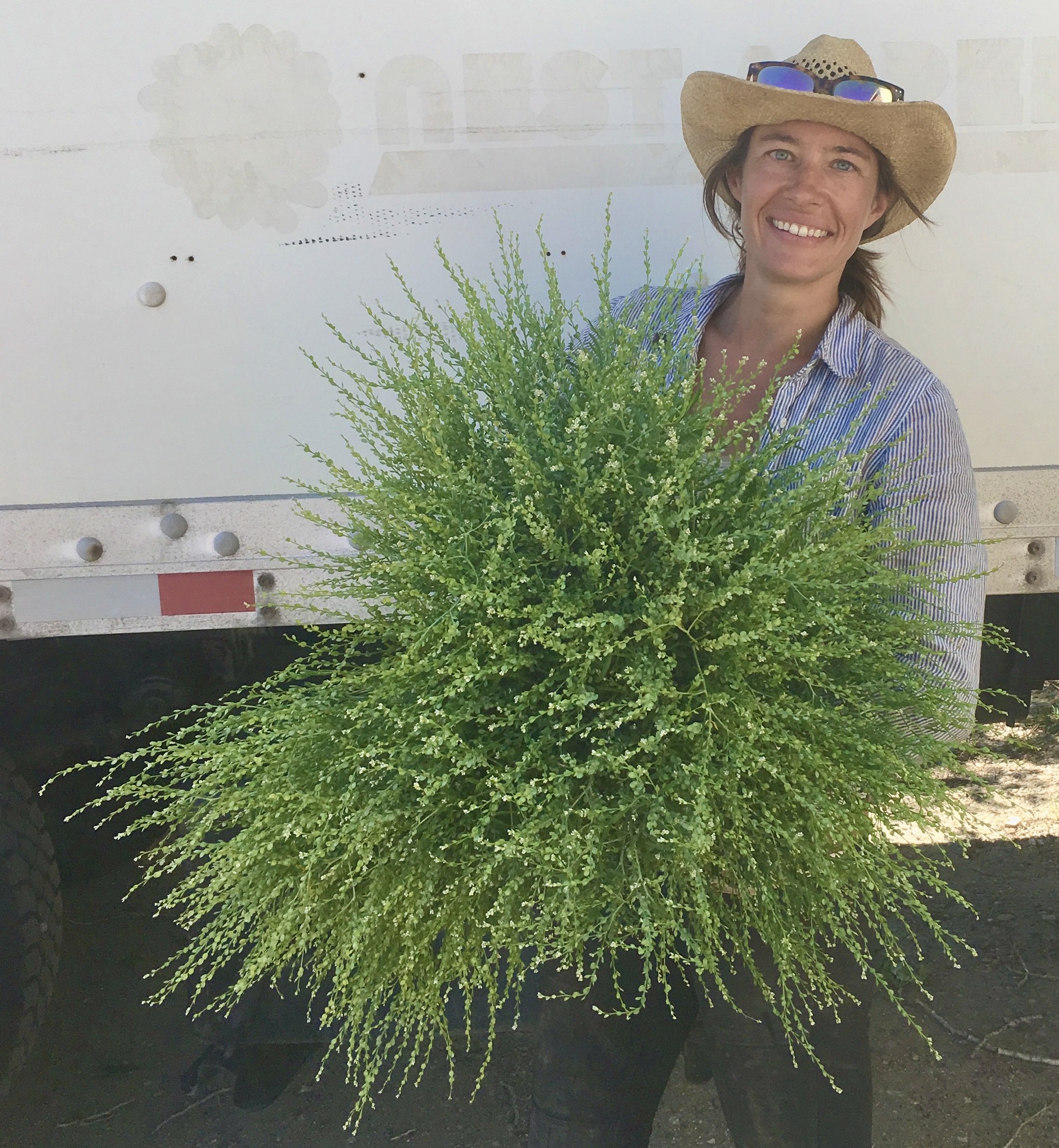 Saving Cress Seed — Artemis Flower Farm