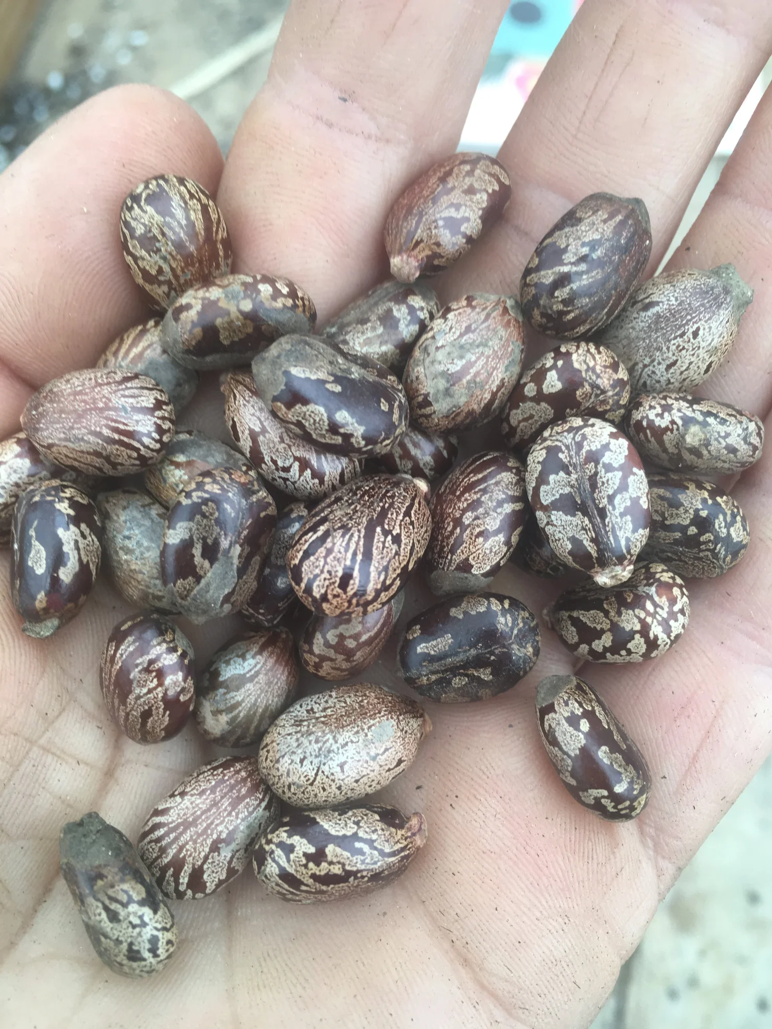 Save Your Own Cut Flower Seeds — Artemis Flower Farm